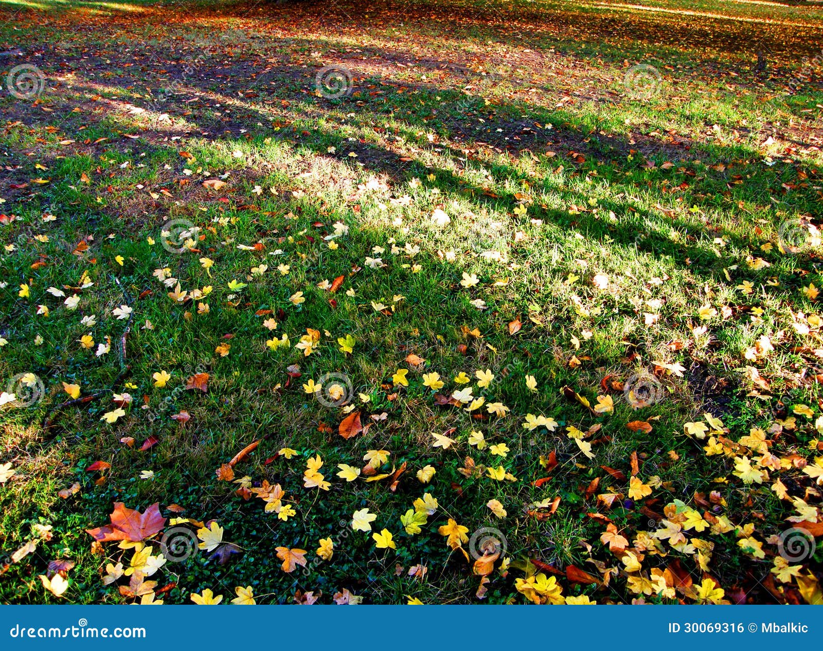 Fall line stock photo. Image of decoration, orange, beautiful - 30069316