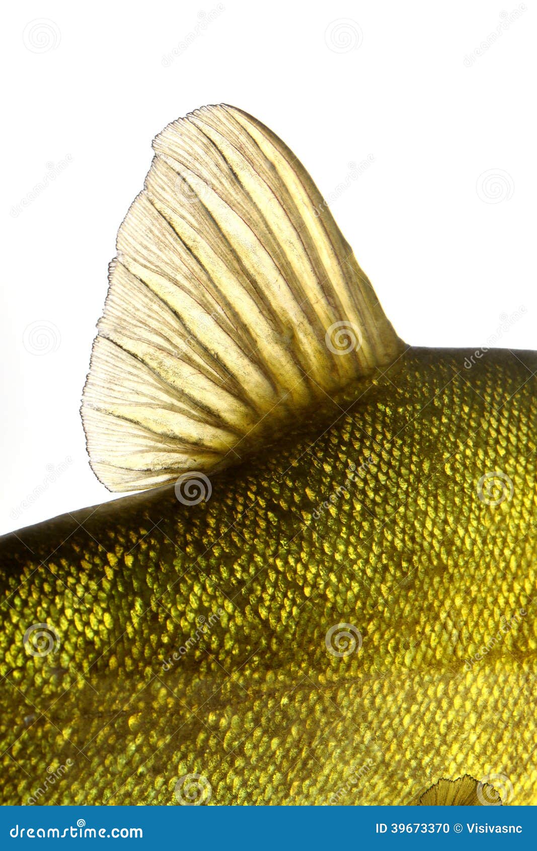 Colored Fin Fish Underwater, Carp, Tench Stock Photo - Image of gill ...