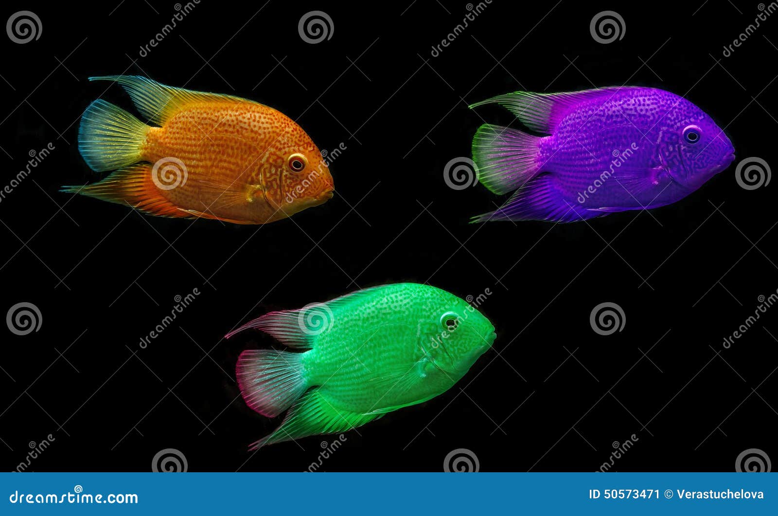 Colored Fish Top View Pond In The Park, Fancy Fish Sur Royalty-Free ...