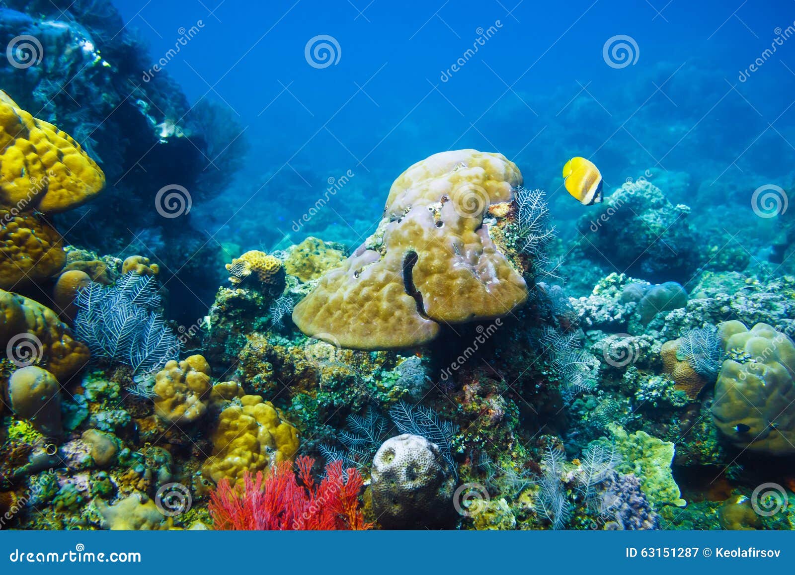 Colored Fish and Corals in the Ocean Stock Image - Image of reef, amed ...