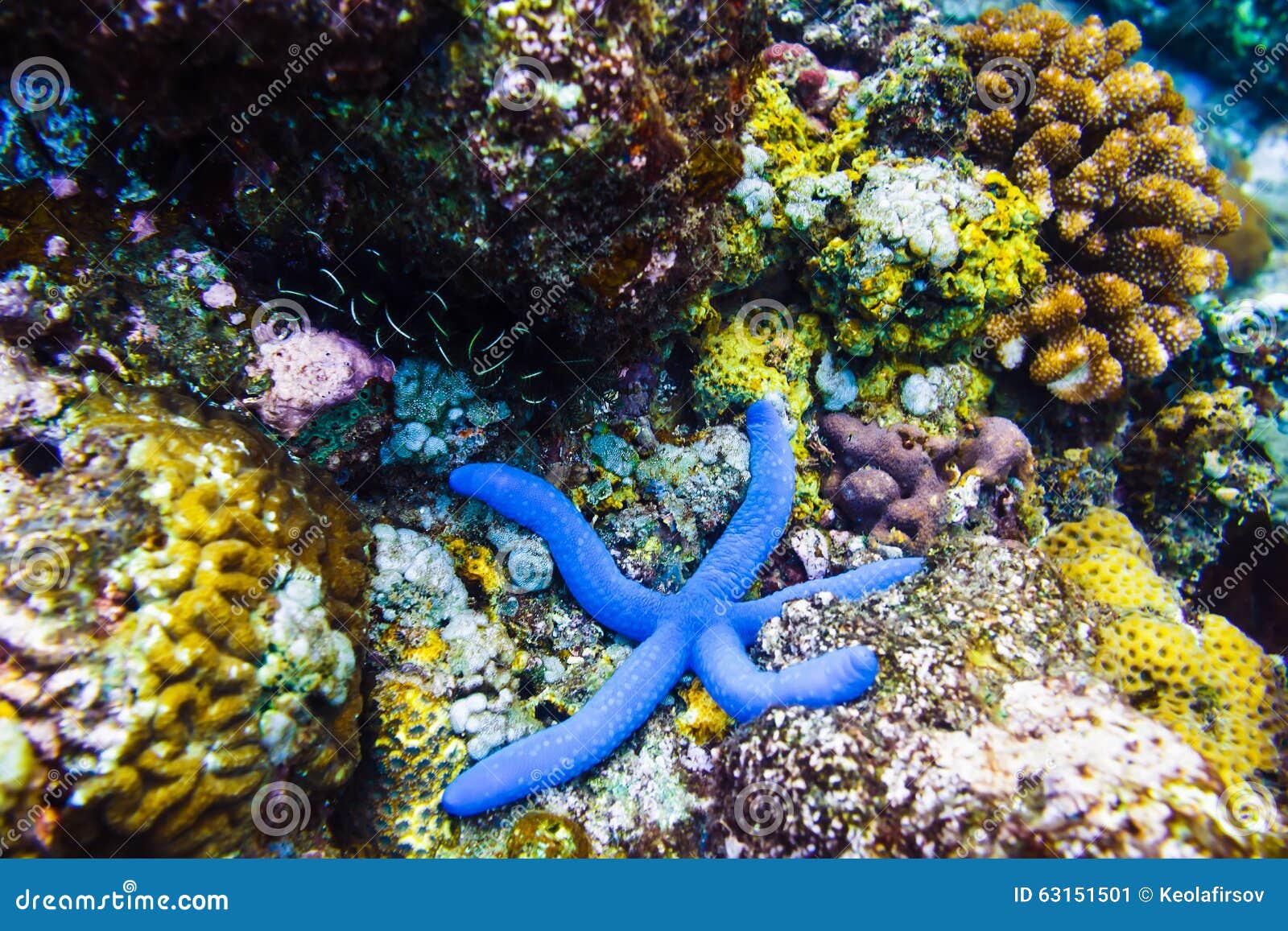 Colored Fish and Corals in the Ocean Stock Image - Image of animal ...
