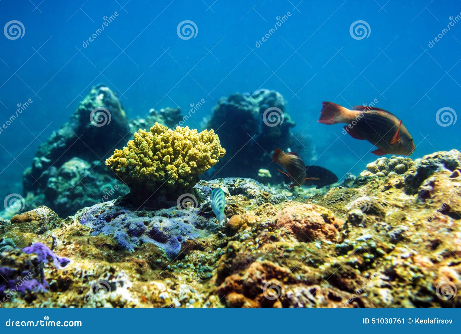 Colored Fish and Corals in the Pacific Ocean Stock Image - Image of ...