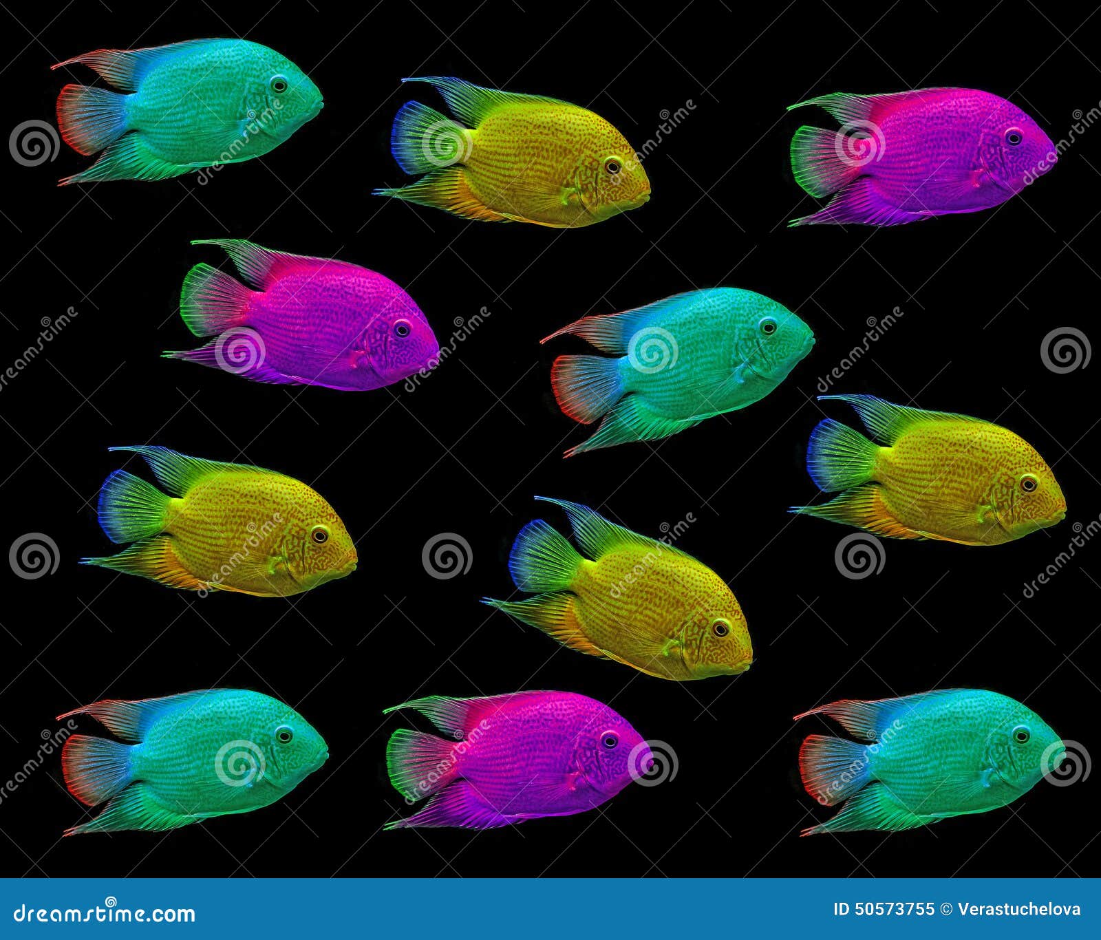 Colored Fish Top View Pond In The Park, Fancy Fish Sur Royalty-Free ...