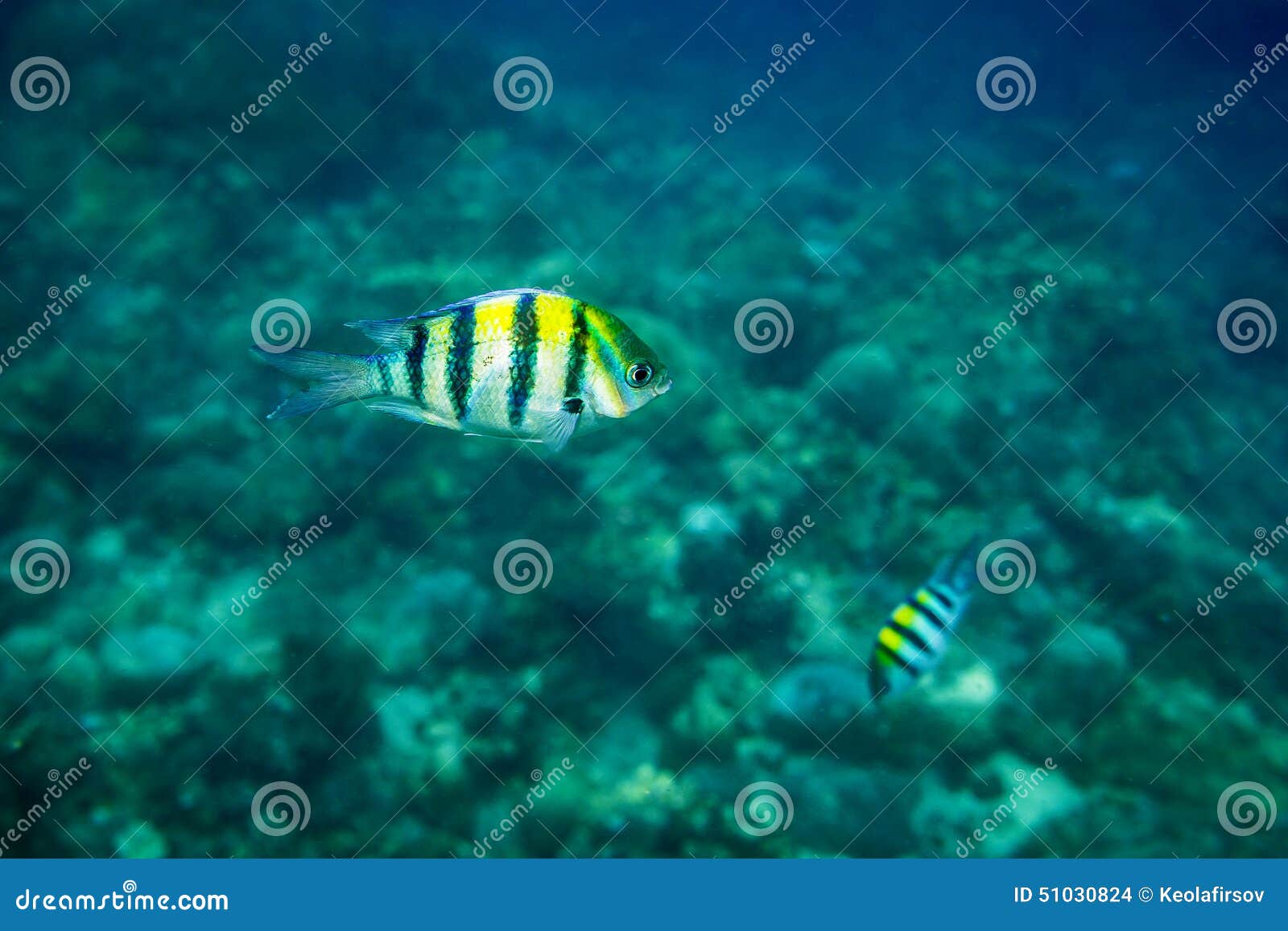 Colored Fish in the Pacific Ocean Stock Photo - Image of fishs, colored ...