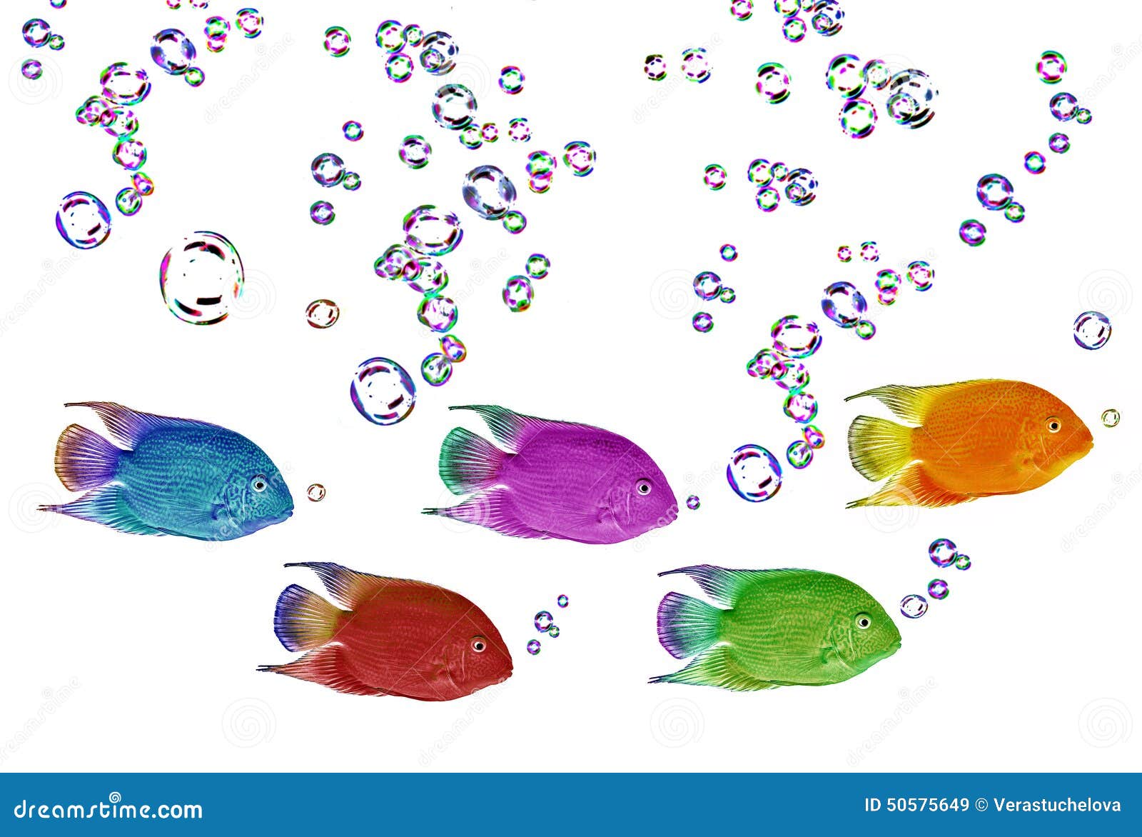 Colored Fish Top View Pond In The Park, Fancy Fish Sur Royalty-Free ...