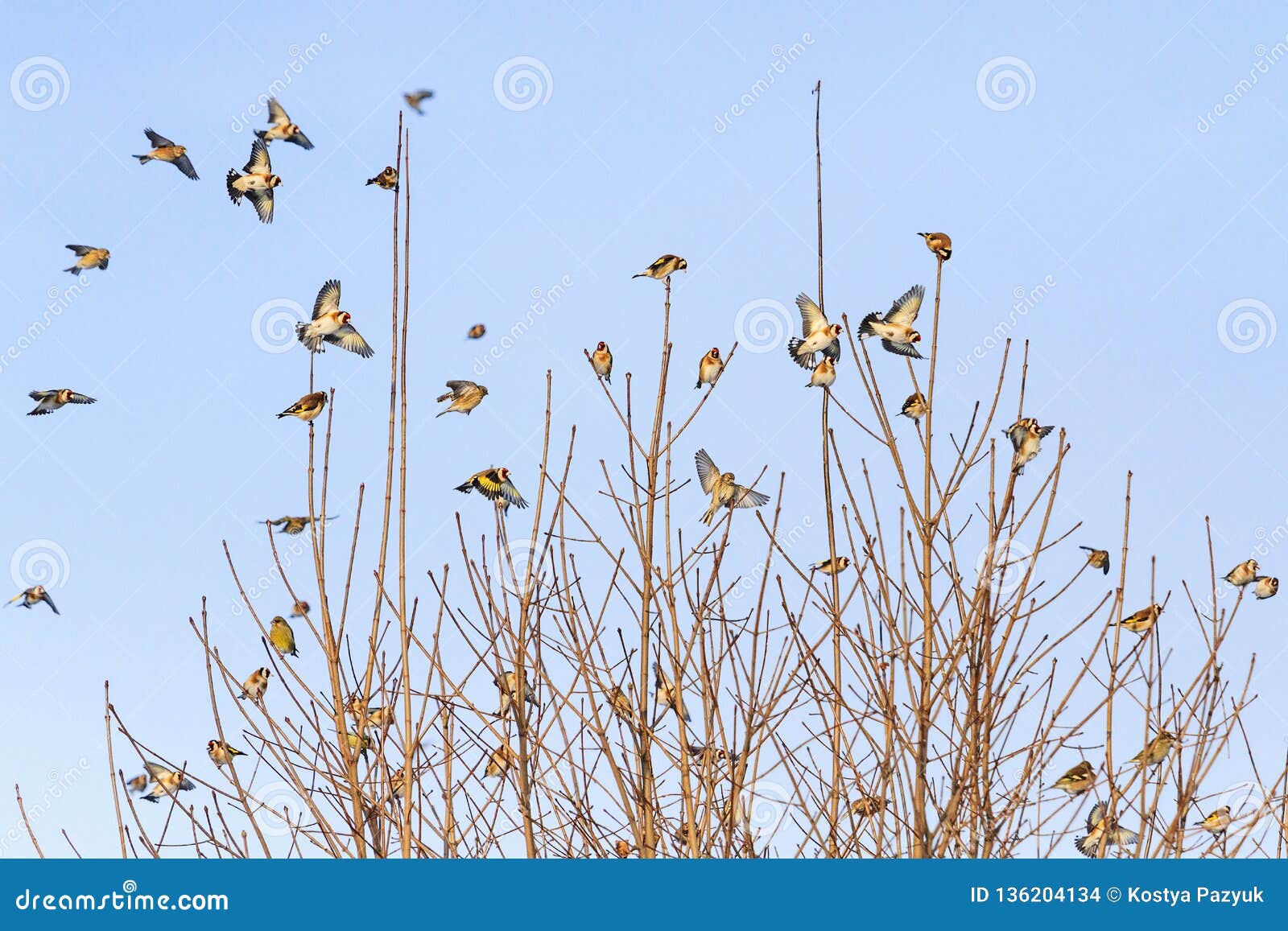 Colored Flock of Birds Sits on Tree Stock Photo - Image of peace ...