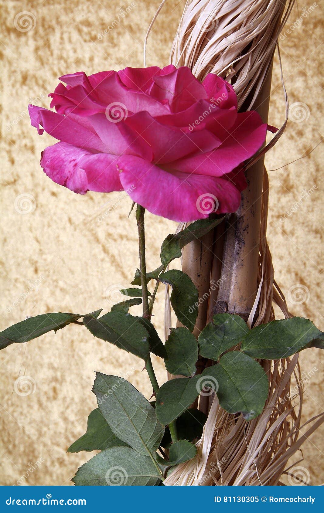 Colored flowers on rafia stock image. Image of rafia - 81130305