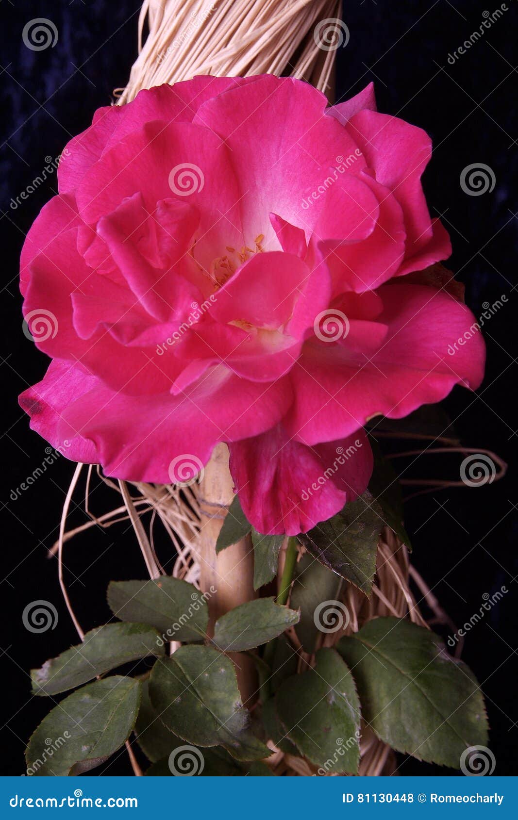 Colored flowers on rafia stock photo. Image of invitation - 81130448