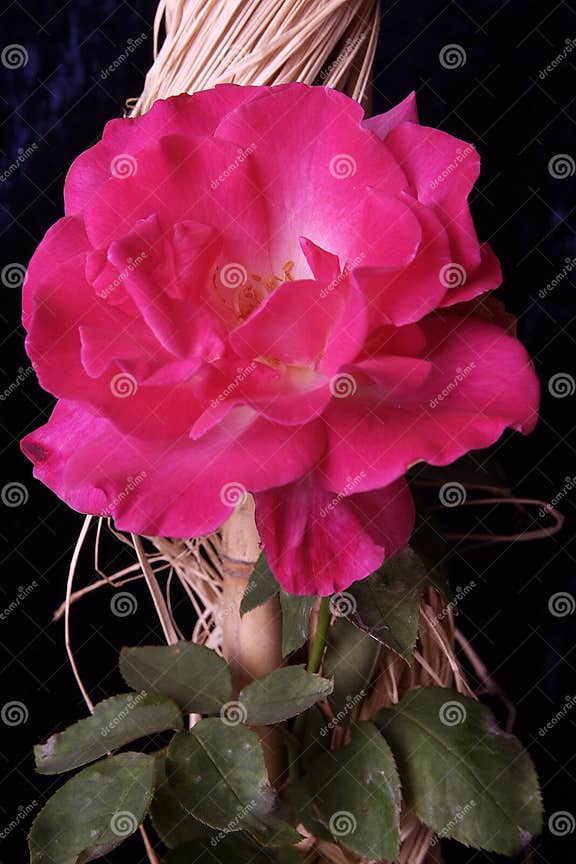 Colored flowers on rafia stock photo. Image of invitation - 81130448