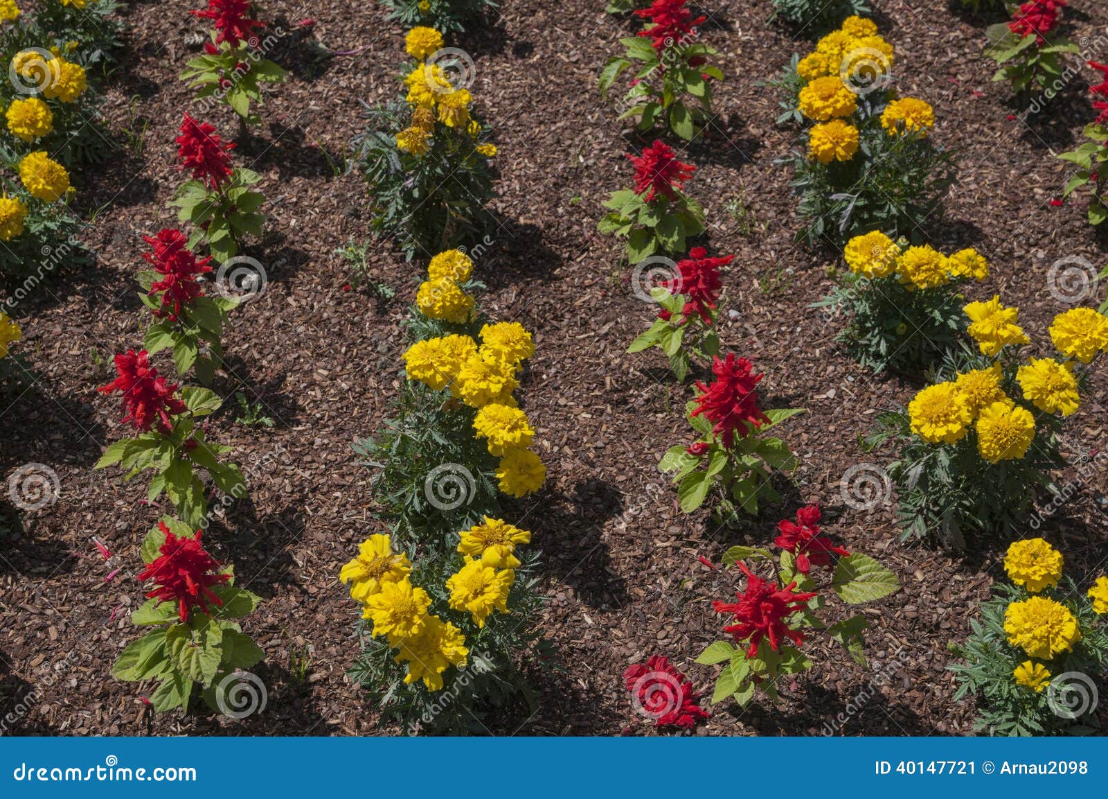 Colored flowers stock image. Image of leaf, flower, beauty - 40147721