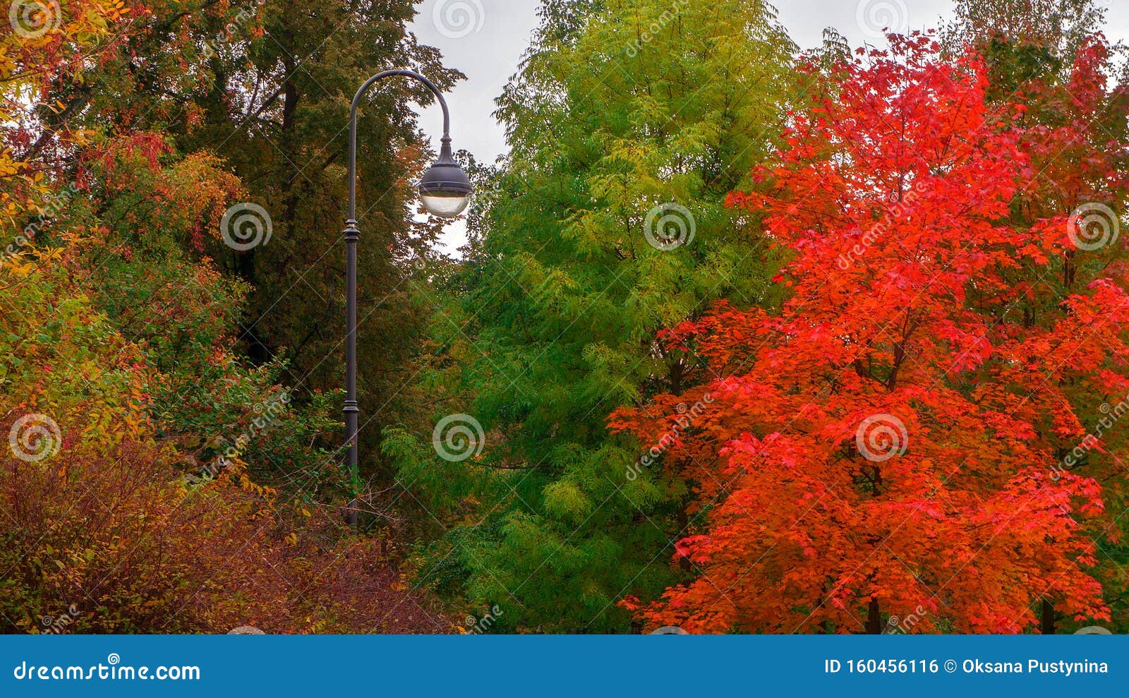 Colored Foliage of Fall Trees in Autumn Forest. Beautiful October ...