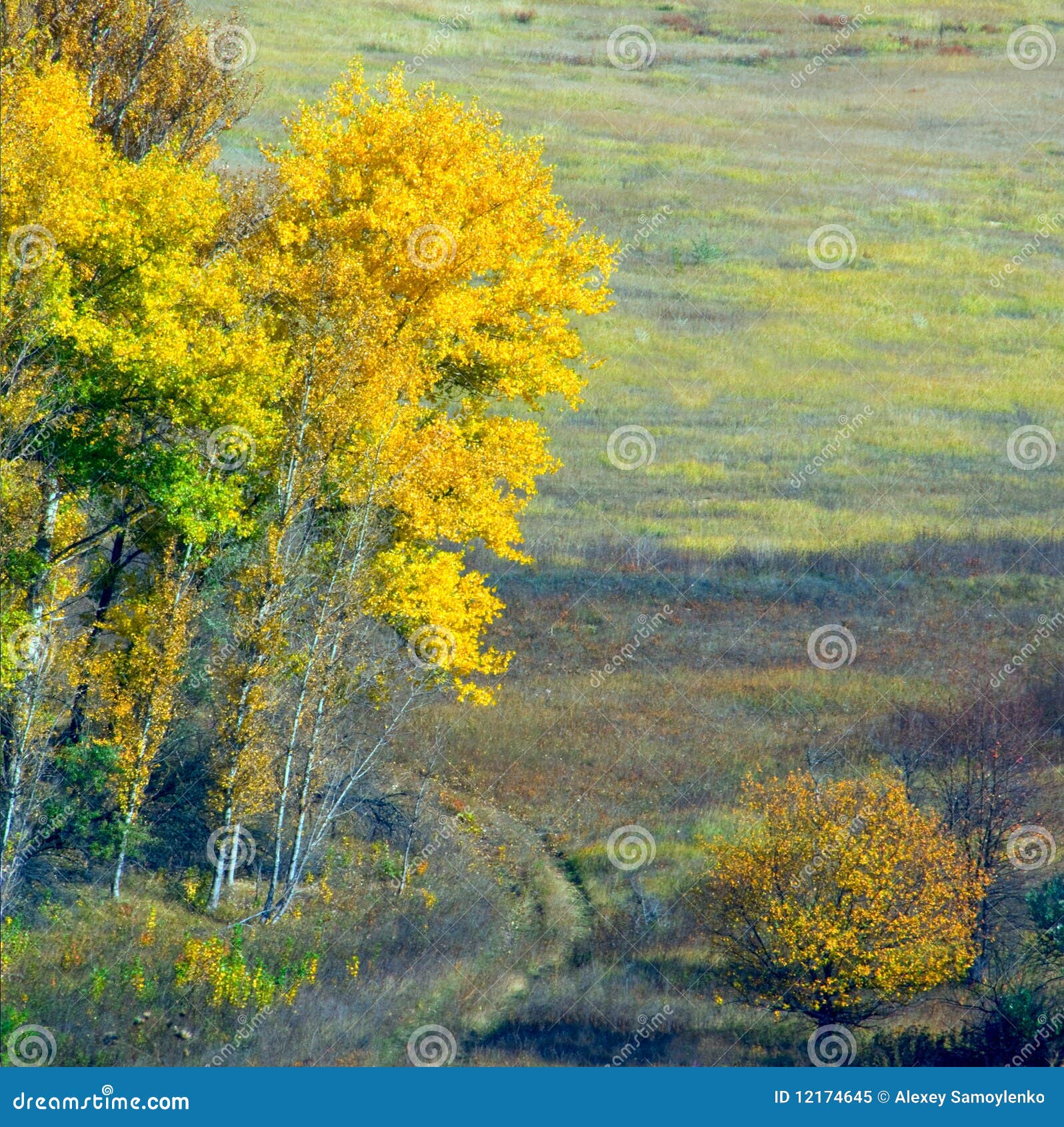 Colored forest stock image. Image of fall, panorama, calm - 12174645