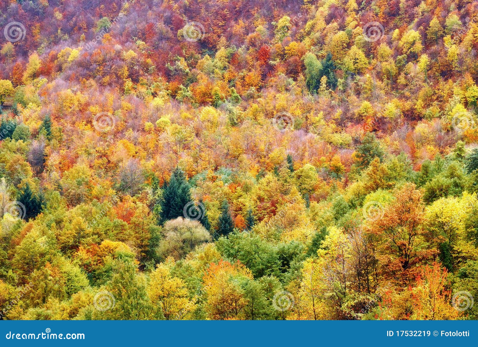 Colored forest stock image. Image of space, spring, blue - 17532219