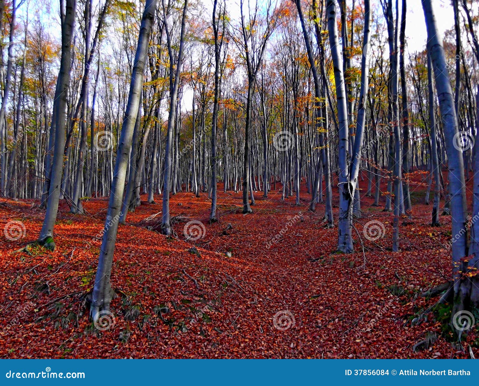 Colored forest stock photo. Image of colors, trees, green - 37856084