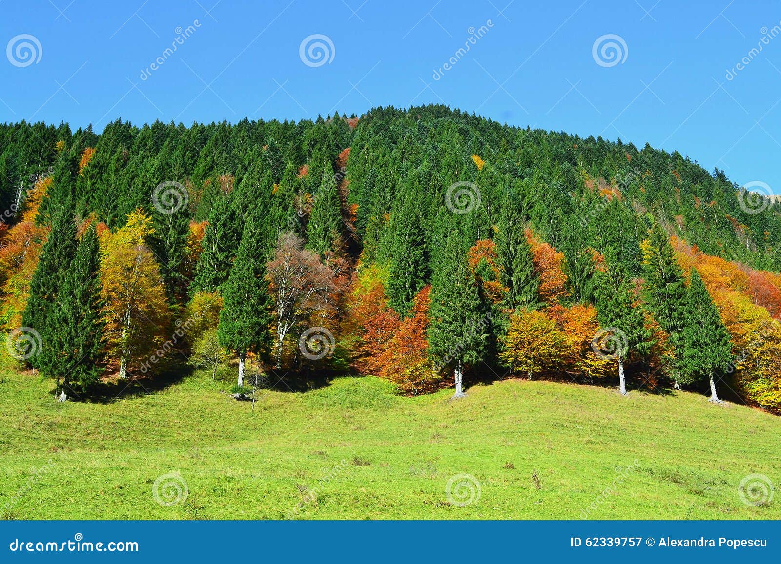 Colored forest stock image. Image of colors, autumn, blue - 62339757