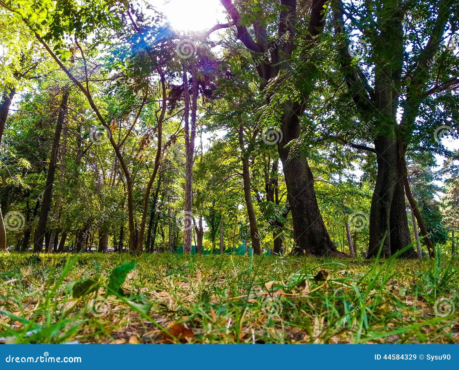 Colored forest editorial stock image. Image of nature - 44584329