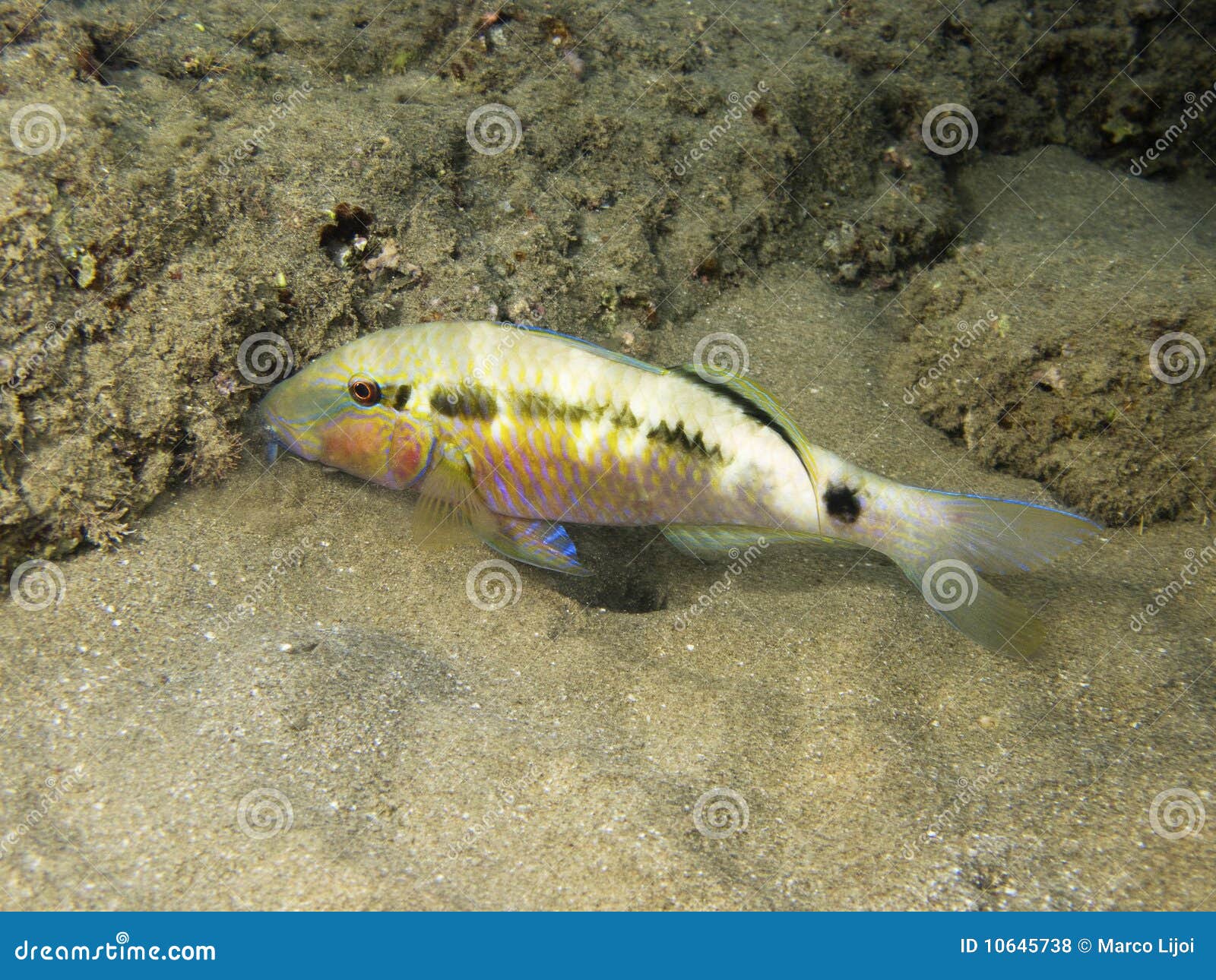 Colored Goatfish in Marsa Alam Stock Photo - Image of ocean, triglia ...