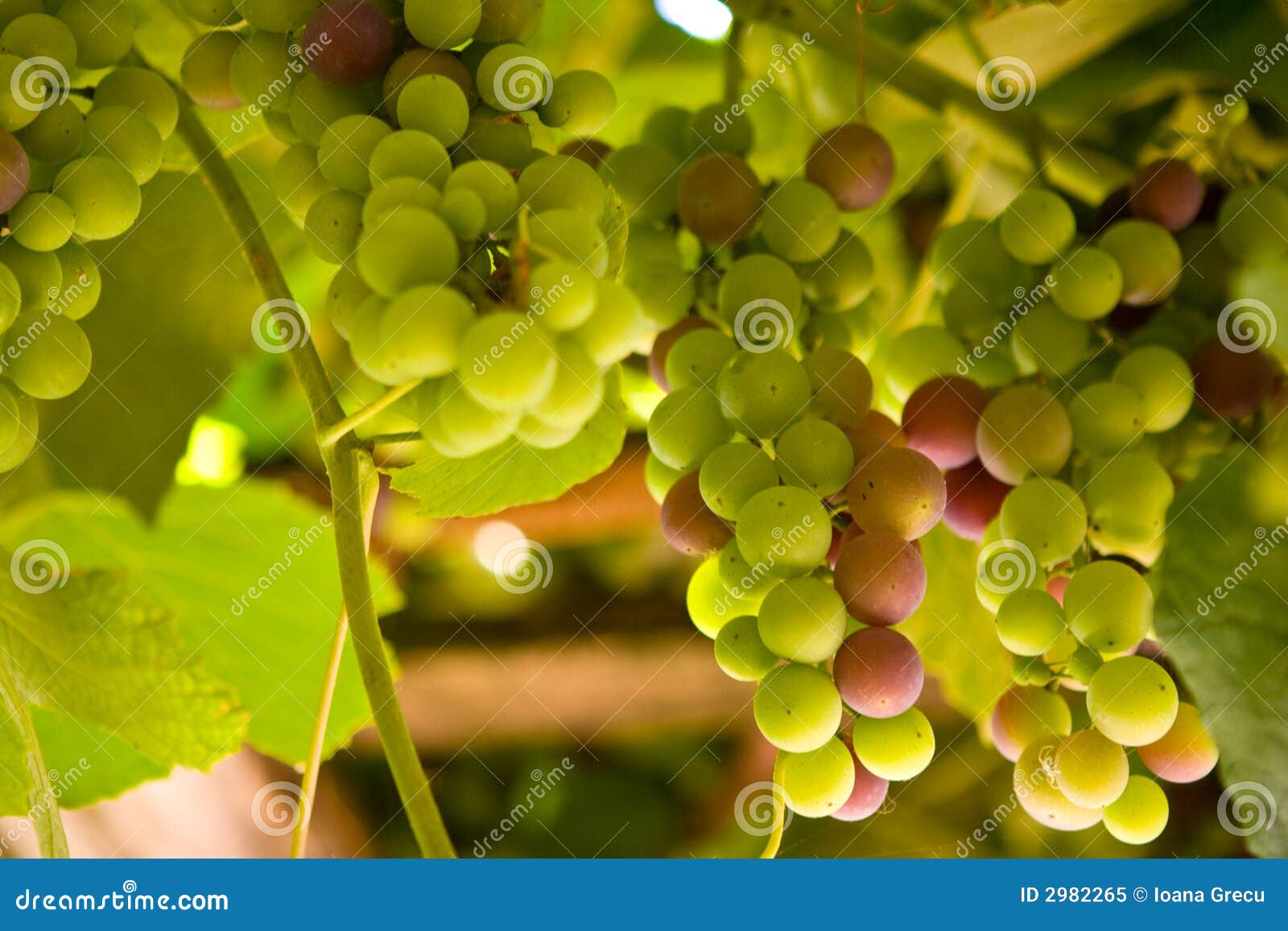 Colored grapes stock image. Image of ripen, agriculture - 2982265
