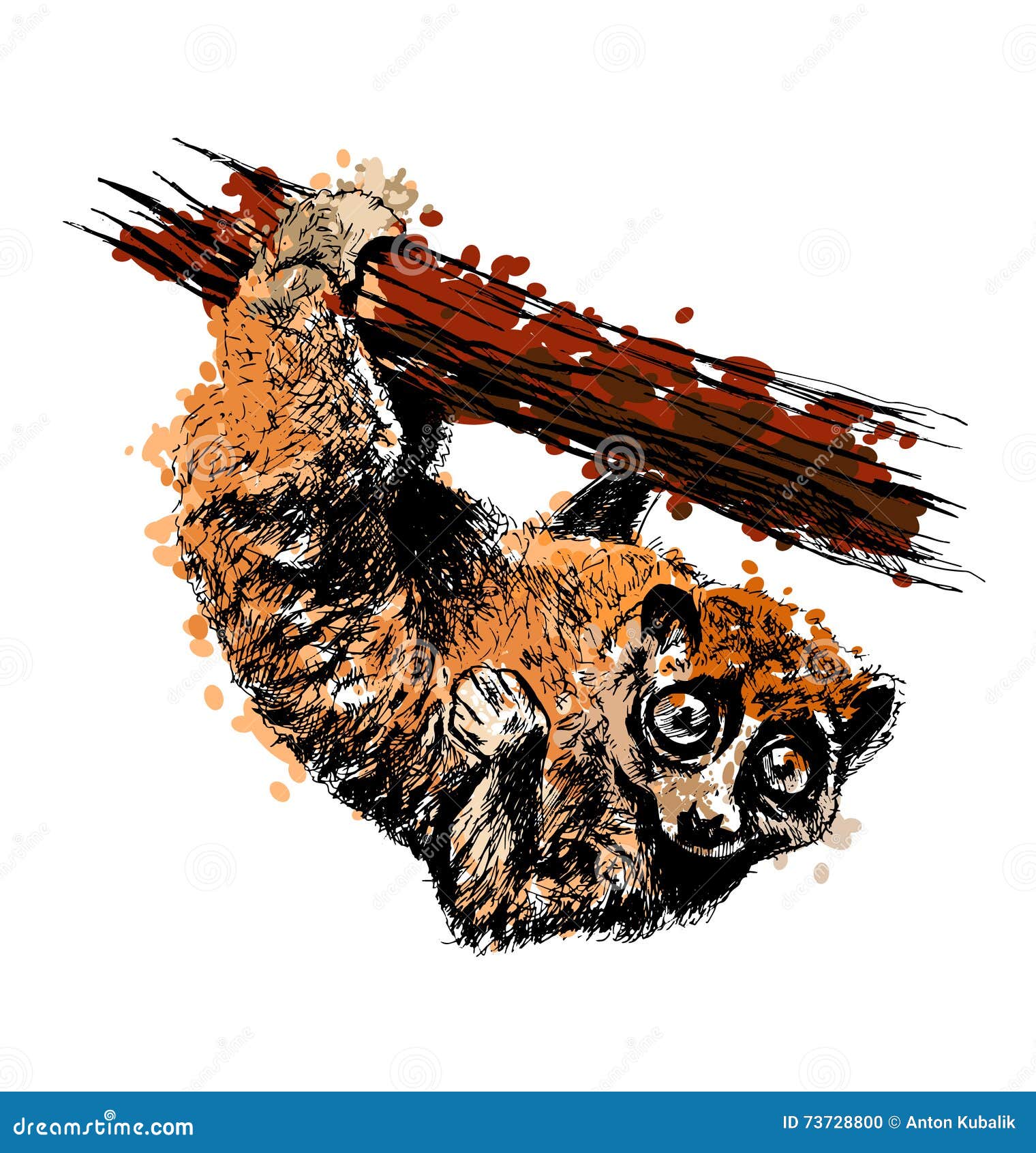 Colored Hand Drawing A Sunda Slow Loris Vector Illustration ...