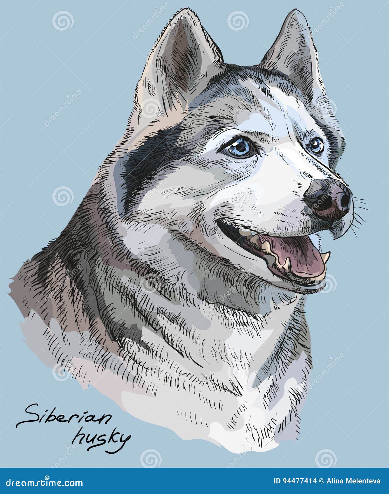 Colored Hand Drawing Vector Portrait of Siberian Husky Stock Vector ...