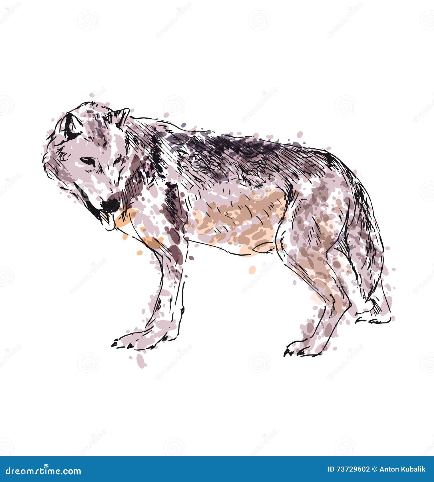 Colored Hand Drawing a Wolf Stock Vector - Illustration of portrait ...