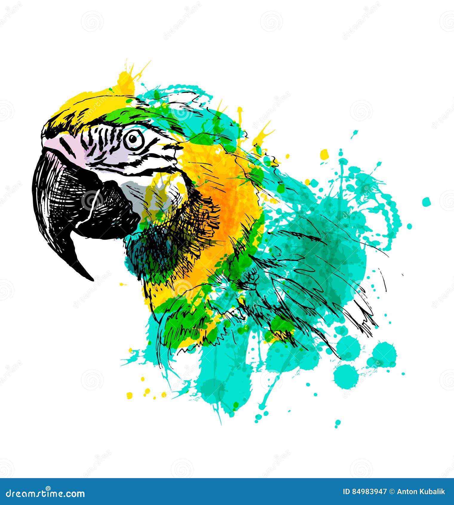 Colored Hand Sketch Head Ara Stock Vector - Illustration of isolated ...