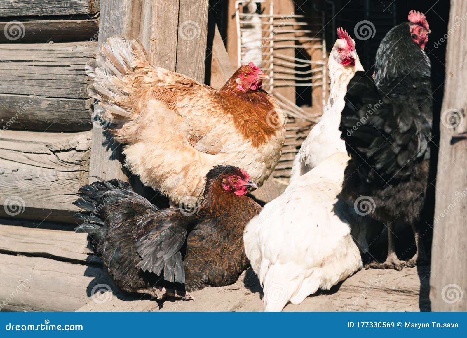 Colored Hens on the Doorstep To the Barn Stock Image - Image of ...
