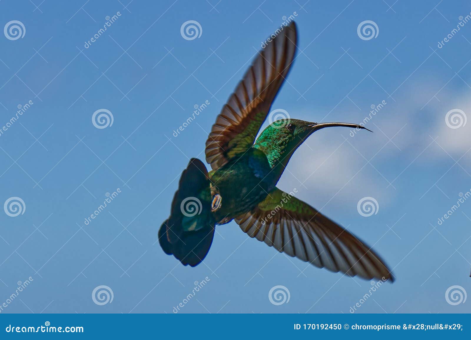 Colored Hummingbird Flying in the Sky Stock Photo - Image of animal ...
