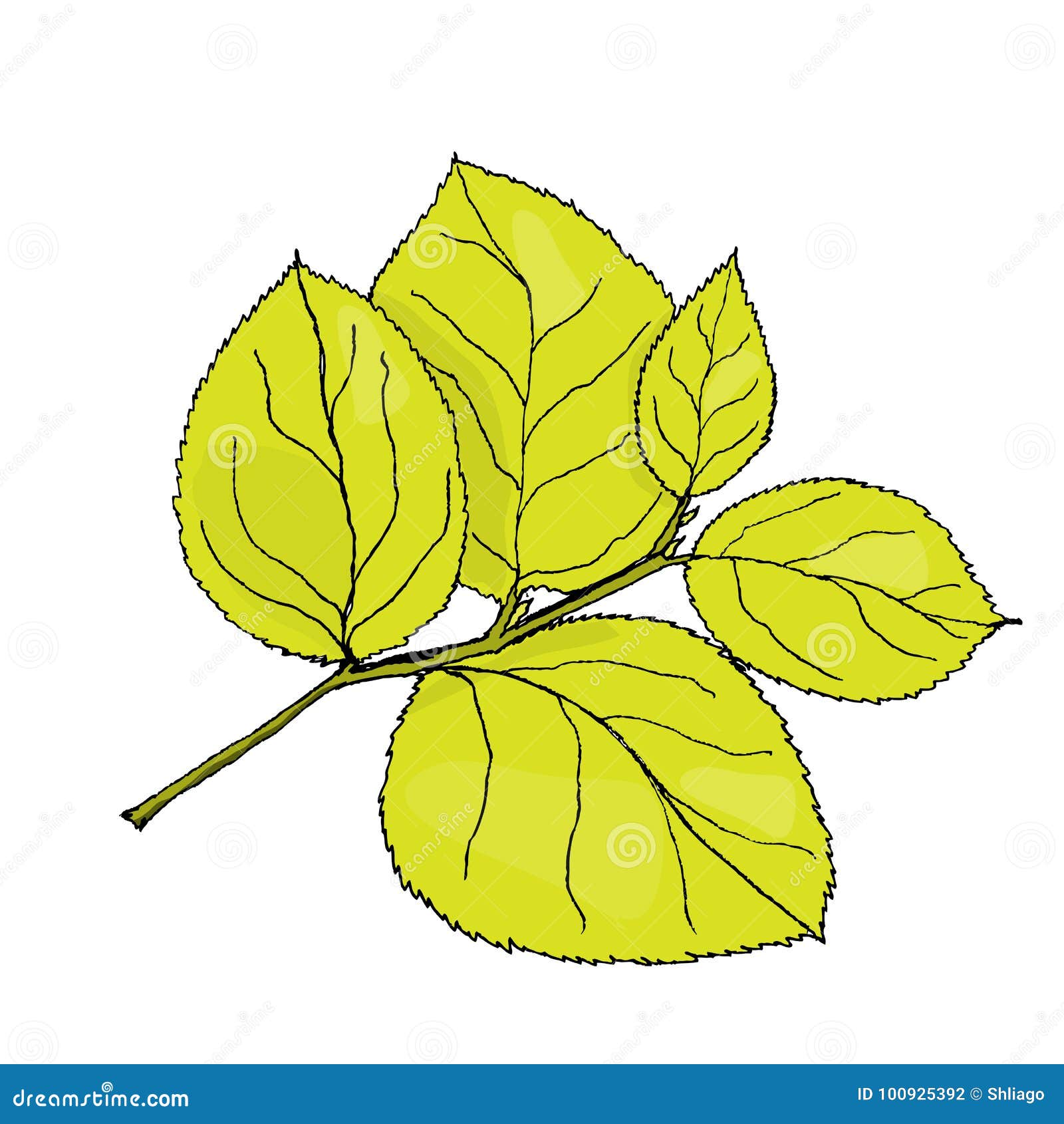 Hydrangea Leaf, Plant - Vector Linear Picture For Coloring. Outline ...
