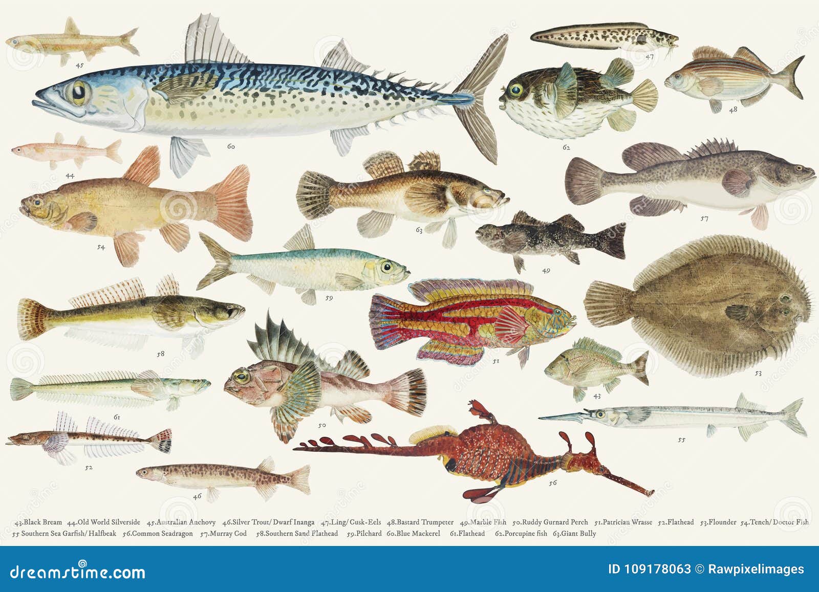 RAt Fish. Drawing Sketch Illustration Royalty-Free Stock Photography ...