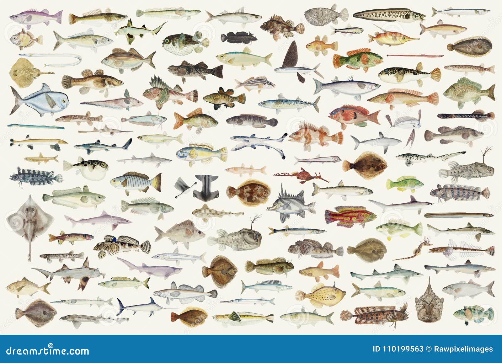 Colored Illustration of Fish Drawing Collection Stock Illustration ...