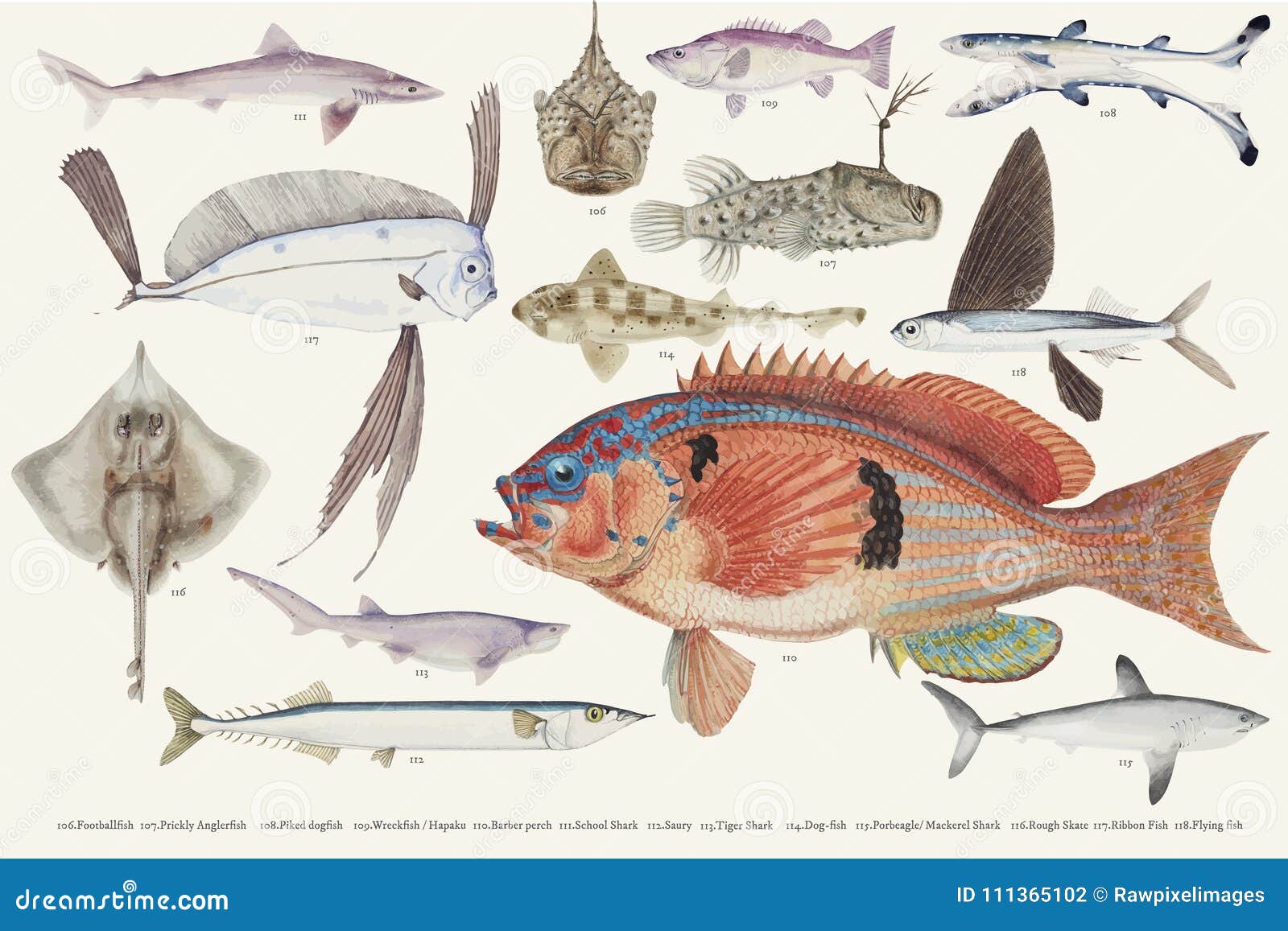 Colored Illustration of Fish Drawing Collection Stock Illustration ...