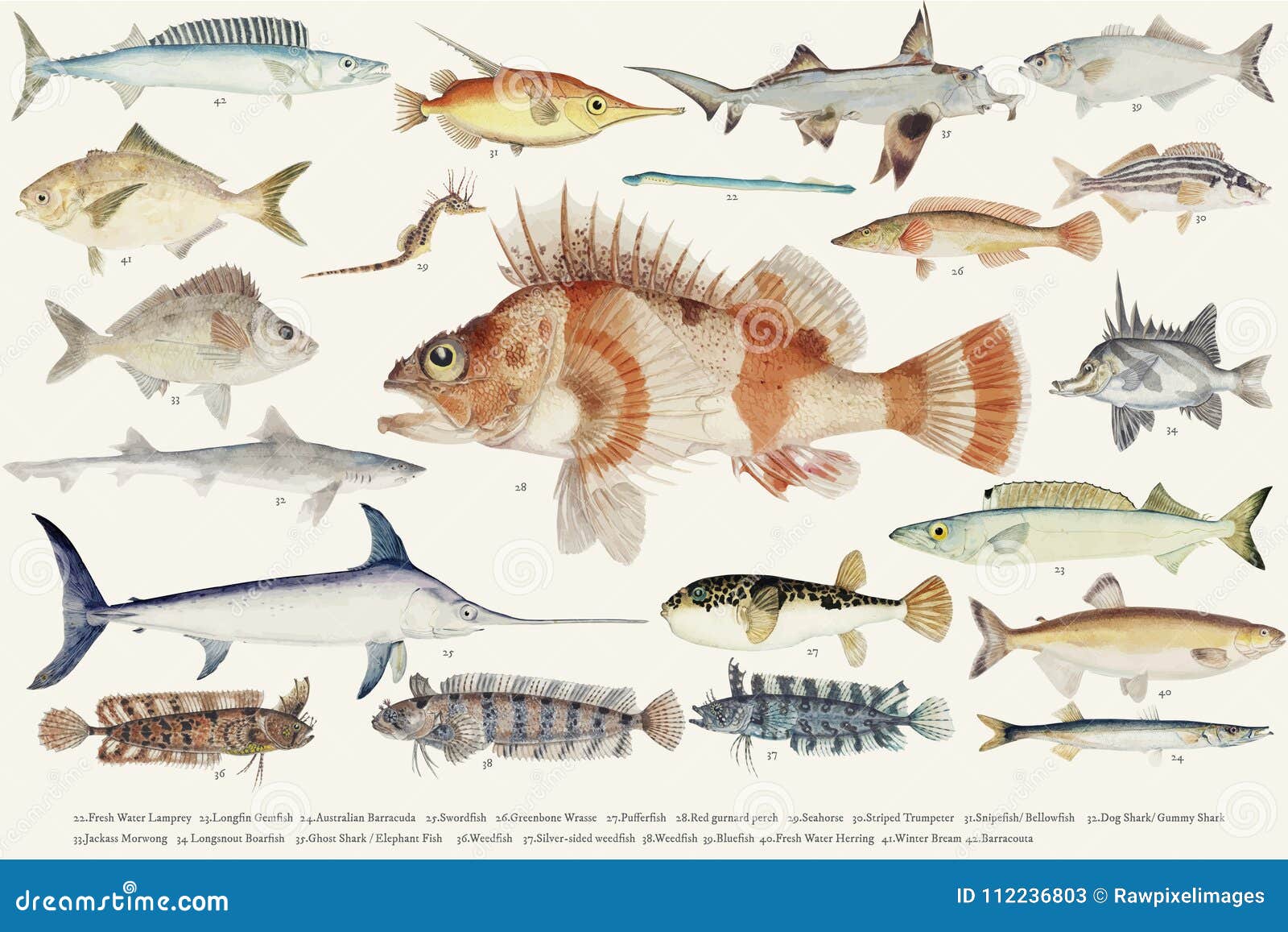 Colored Illustration of Fish Drawing Collection Stock Illustration ...