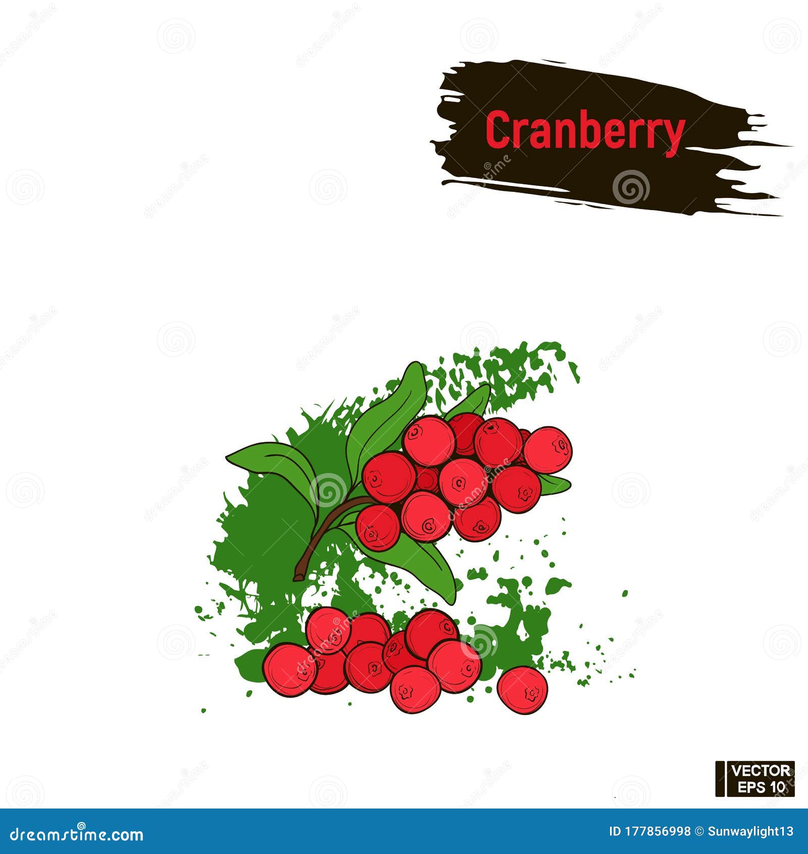 Colored Image Berry, Cranberry Sketch Stock Vector - Illustration of ...
