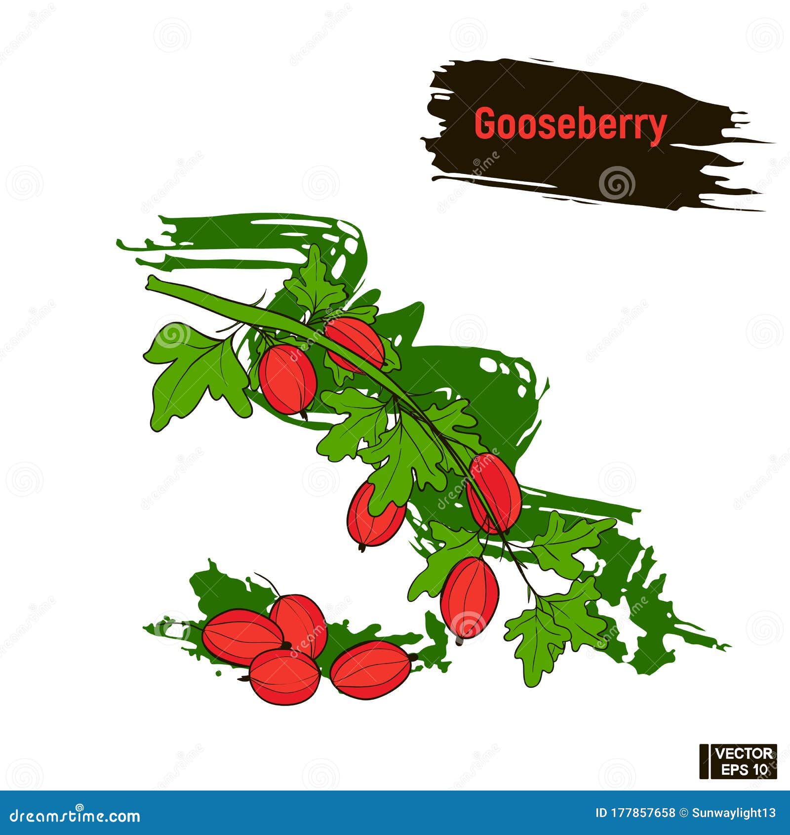 Colored Image Berry, Gooseberry Sketch Stock Illustration ...