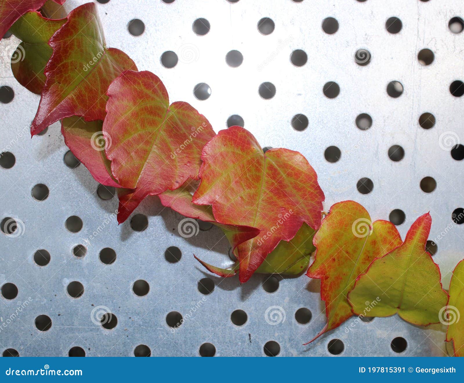 Colored Ivy Leaves Growing Across a Metal Shutter Stock Image - Image ...