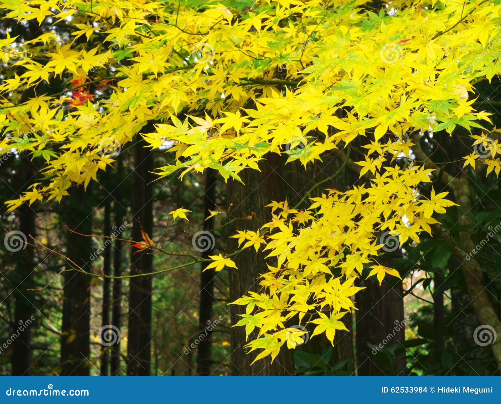Colored Japanese Maple stock photo. Image of maple, tourism - 62533984