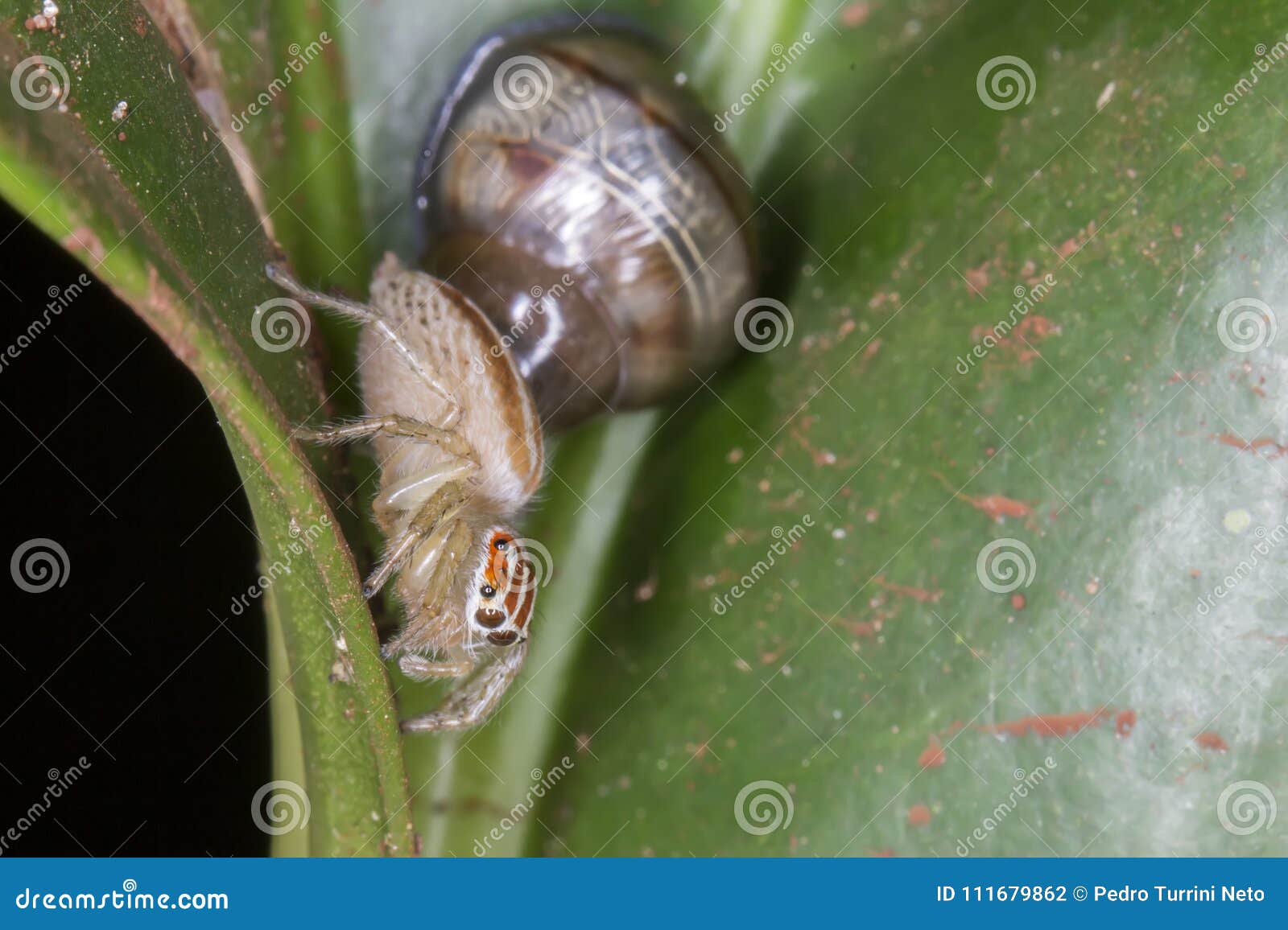 Colored Jumping Spider and Snail Macro Photo Stock Photo - Image of ...