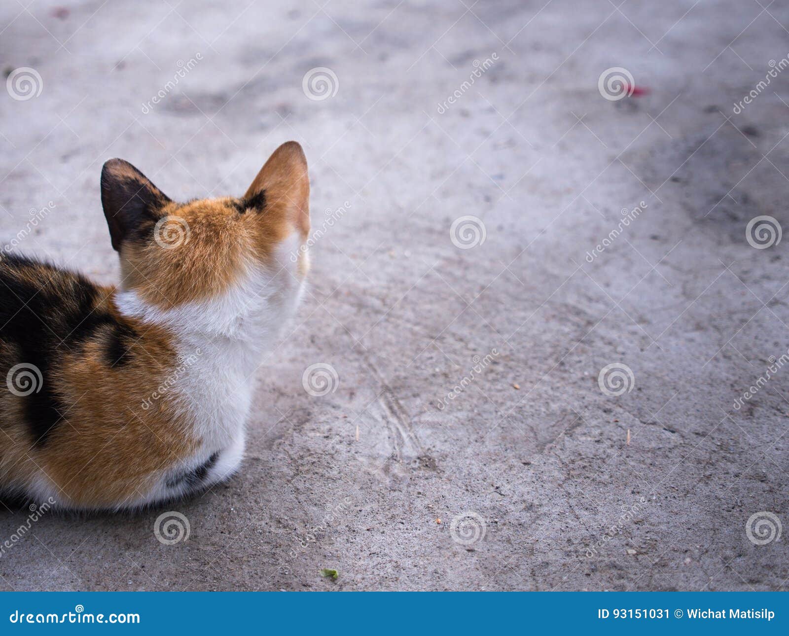3 Colored Kitten crouching stock image. Image of beautiful - 93151031