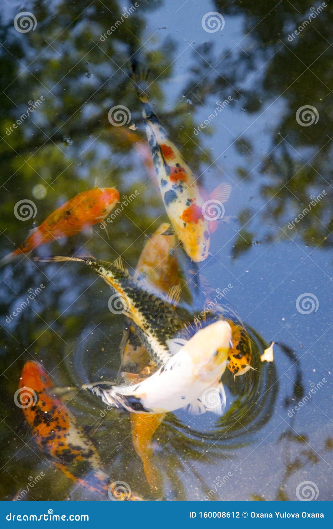 Colored Koi Fish Swim in the Pond Stock Photo - Image of pond, colored ...