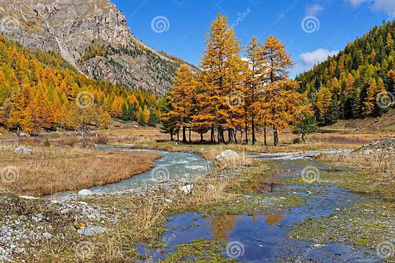 Colored Larch on the Shore of a Small Mountain River Stock Image ...