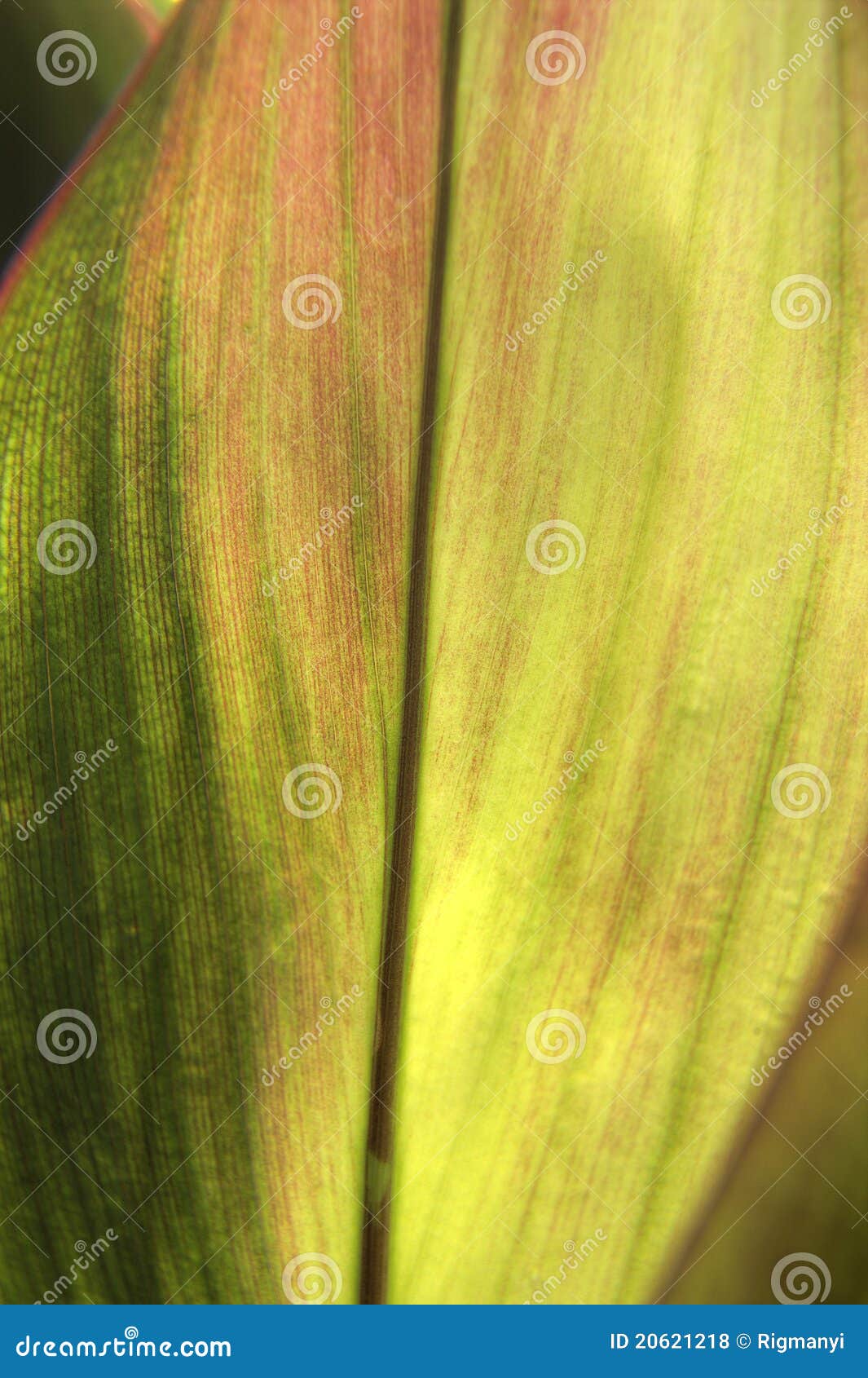 Colored leaf close-up stock photo. Image of leaf, beauty - 20621218