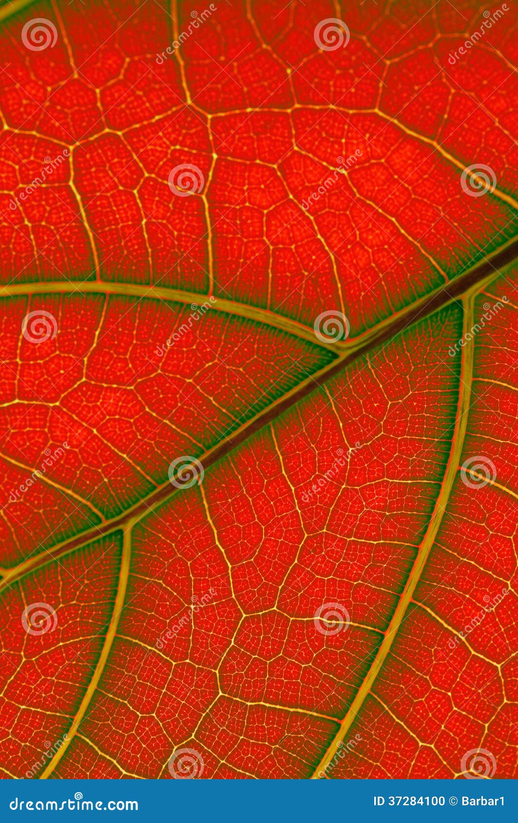 Colored Leaf of Ficus Lyrata Stock Photo - Image of lirolistny, ficus ... Colored Leaf of Ficus Lyrata Stock Photo - Image of lirolistny, ficus ...