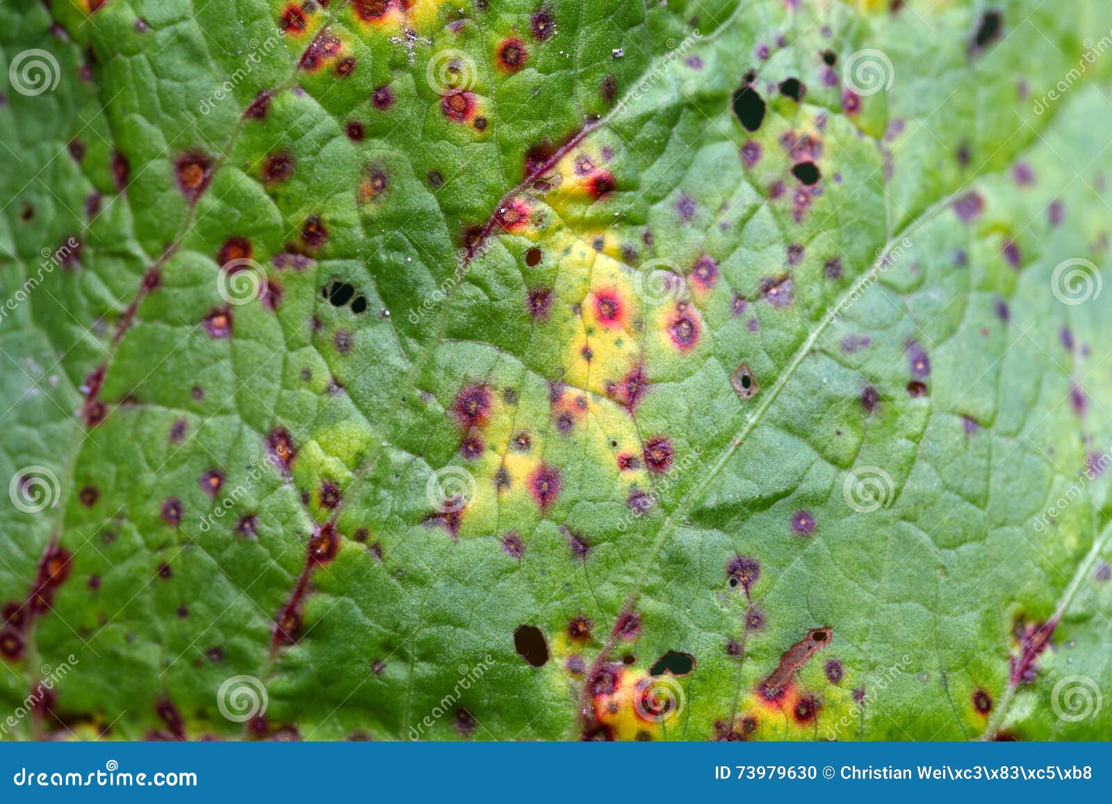 Colored Leaf with a Fungi Infection. Stock Photo - Image of tree, plant ...