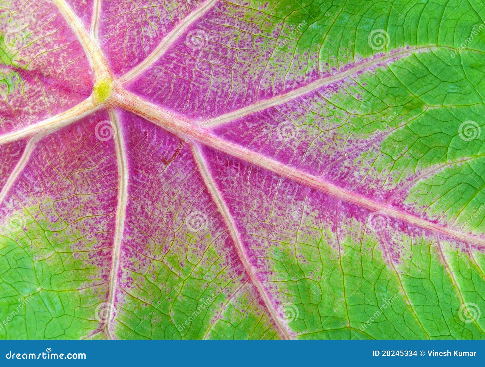 Colored leaf texture stock photo. Image of indian, garden - 20245334
