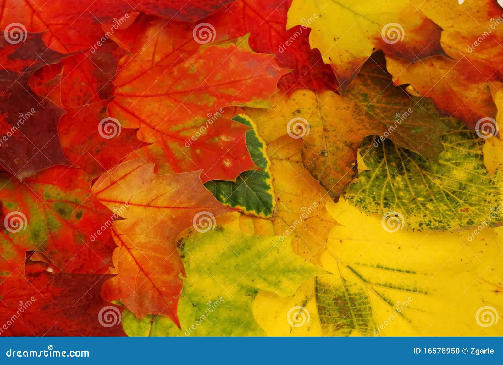 Colored leaves stock photo. Image of close, golden, november - 16578950