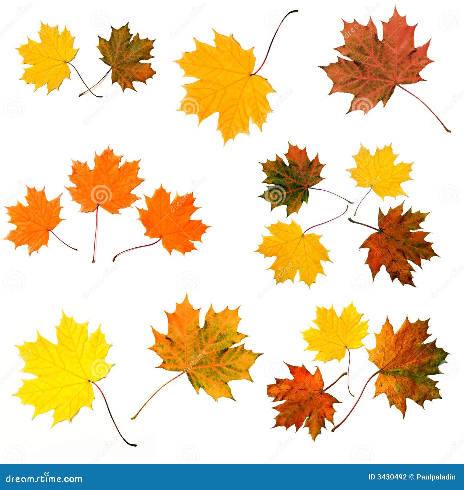 Colored leaves stock photo. Image of north, maple, leaves - 3430492