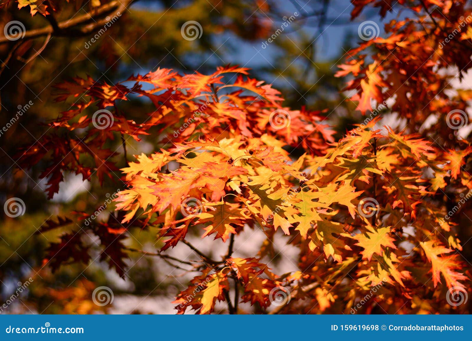 The Colored Leaves with the Arrival of Autumn Stock Photo - Image of ...