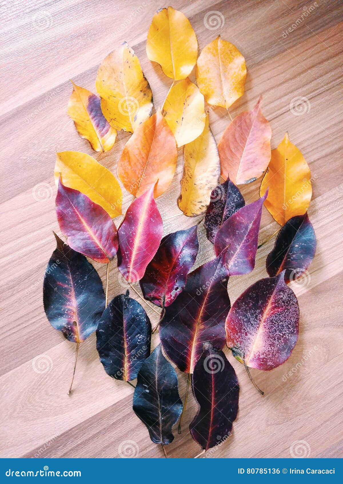 Colored leaves stock photo. Image of tint, colored, leaves - 80785136