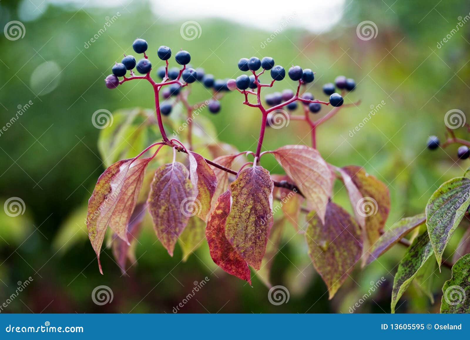 Colored Leaves and Berries stock image. Image of upright - 13605595
